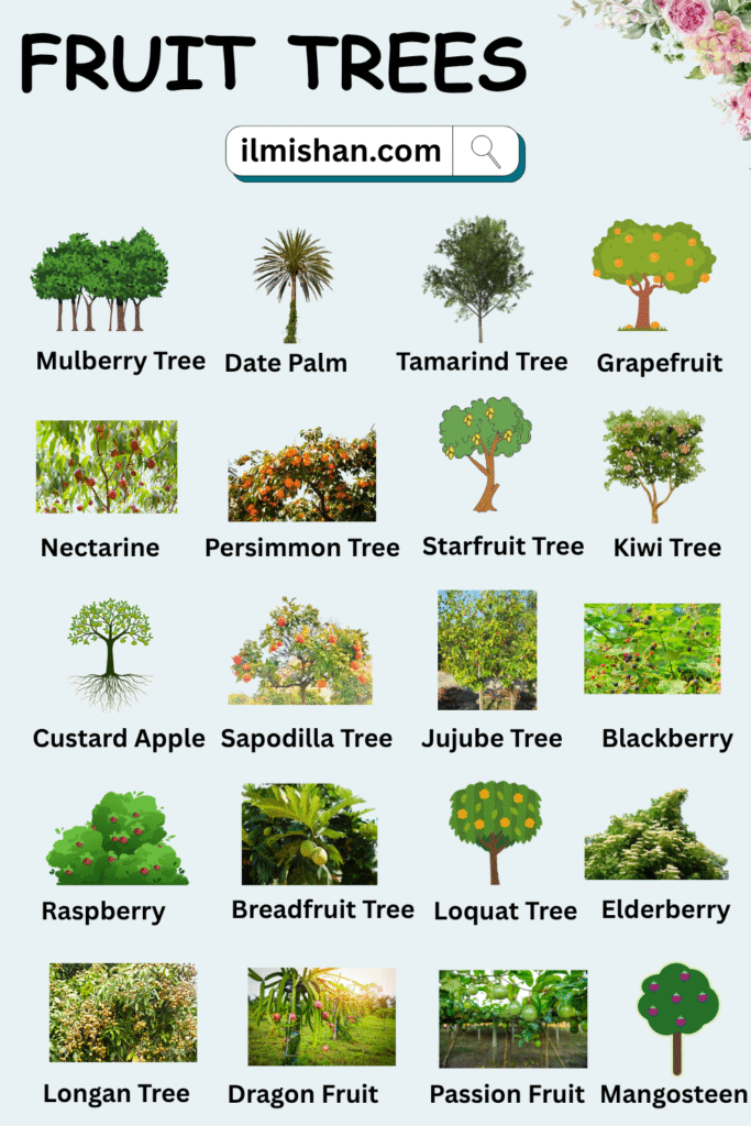 Fruits Trees Names in English with Their Pictures
