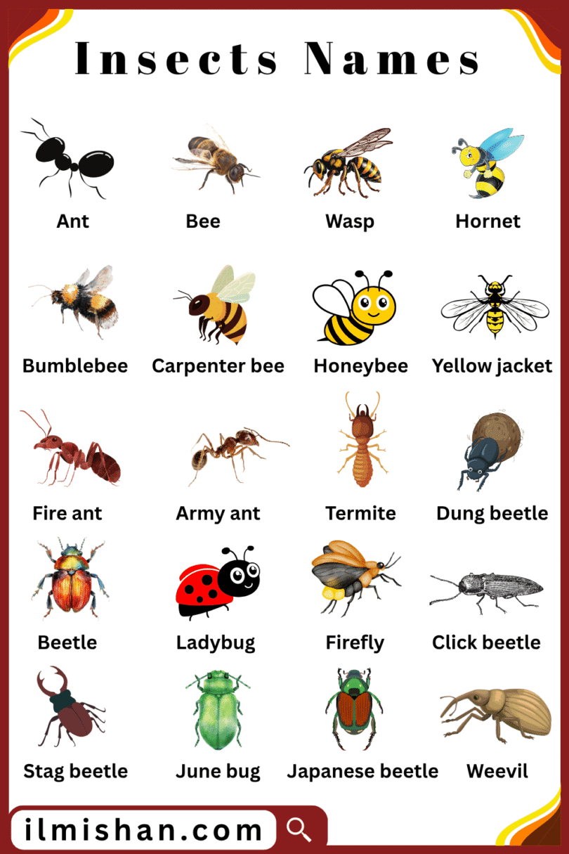 List of Insects with Names and their Pictures