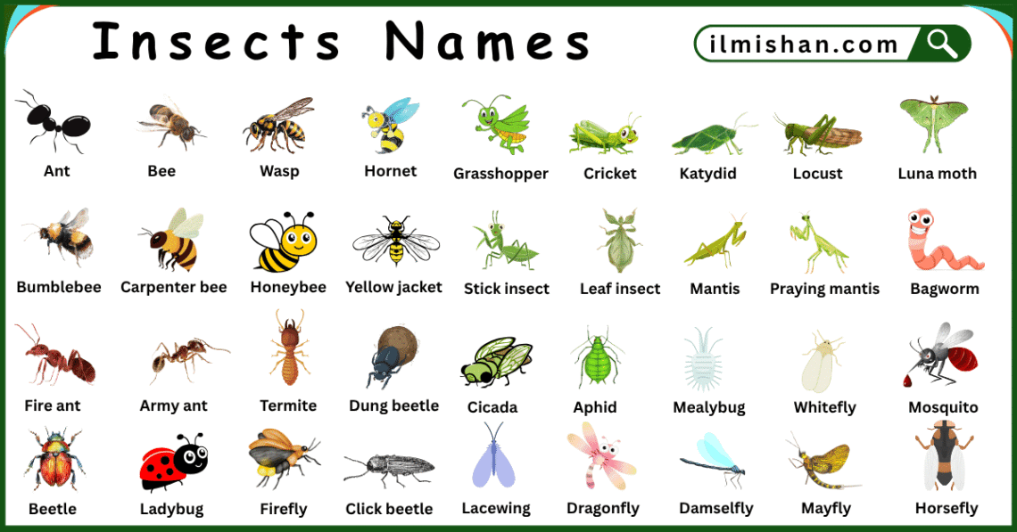 List of Insects with Names and their Pictures