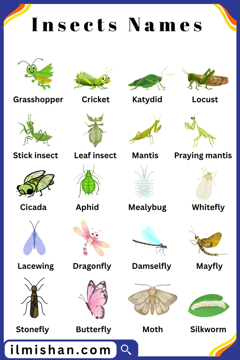 List of Insects with Names and their Pictures