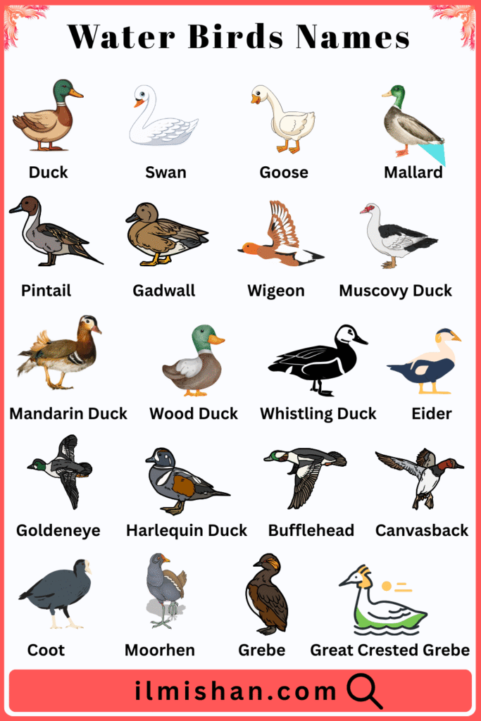 60 Water Birds Names in English with Pictures
