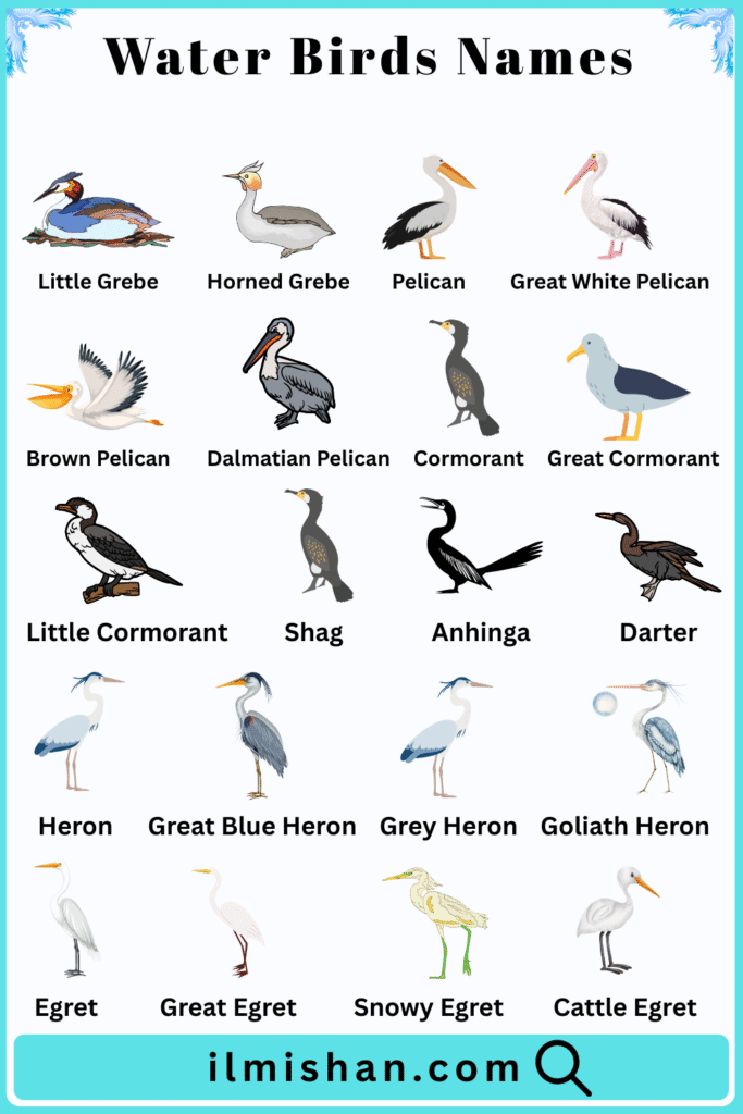 60 Water Birds Names in English with Pictures