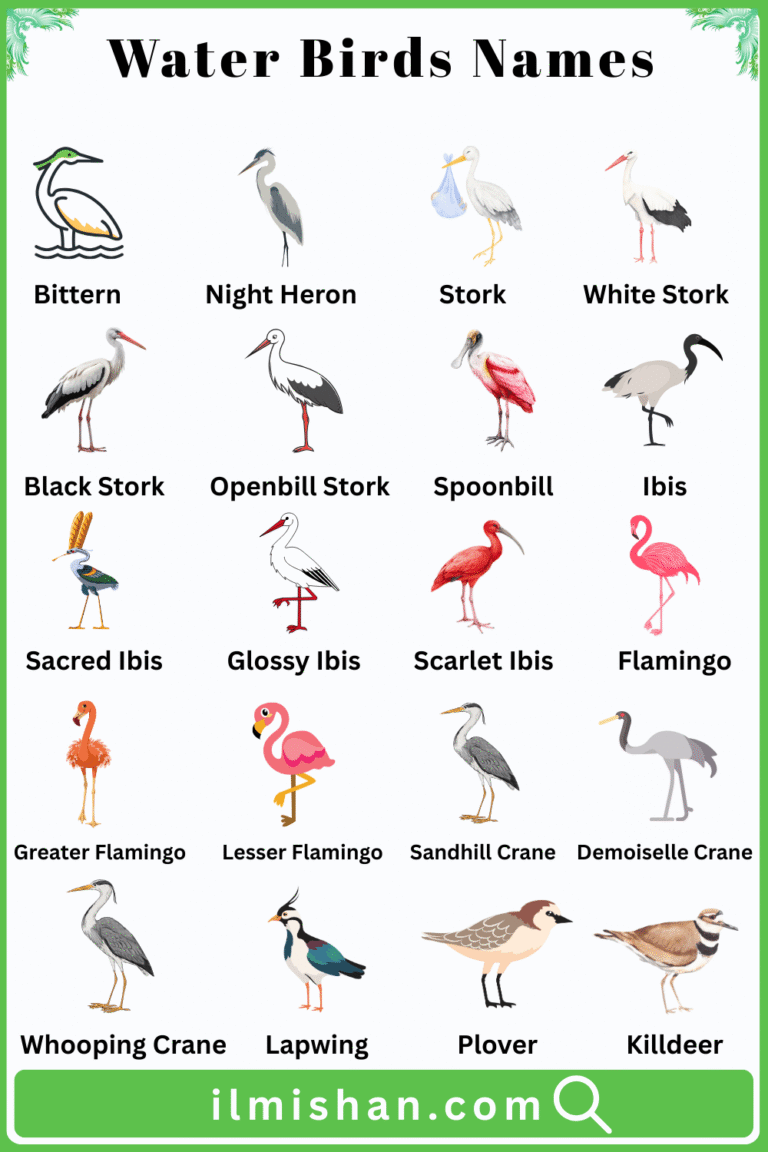 60 Water Birds Names in English with Pictures