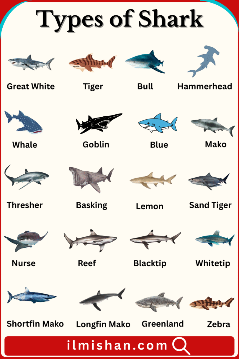 Types of Sharks with Names in English and Pictures